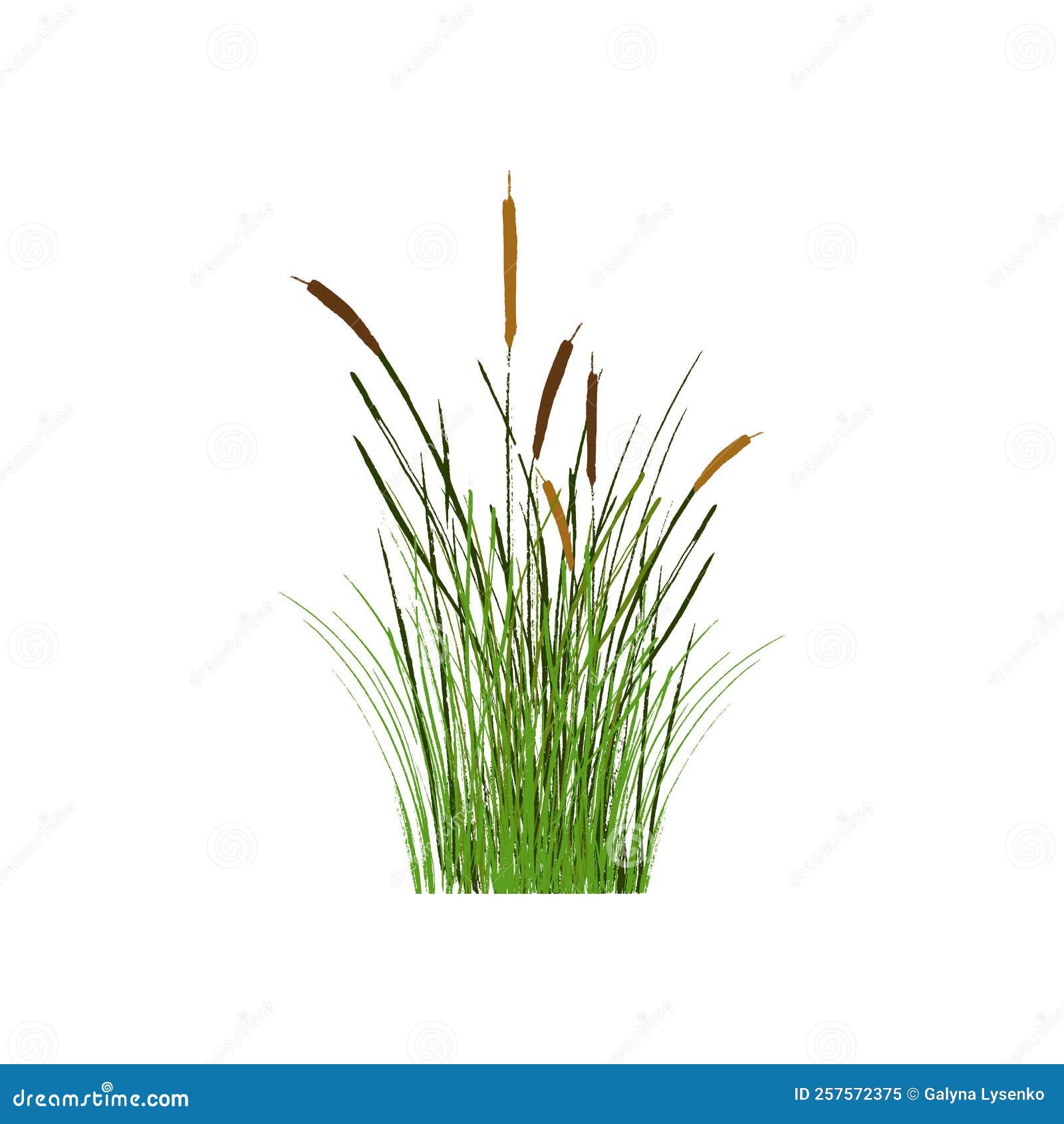 Image of a Green Reed or Bulrush on a White Background.Isolated Vector ...