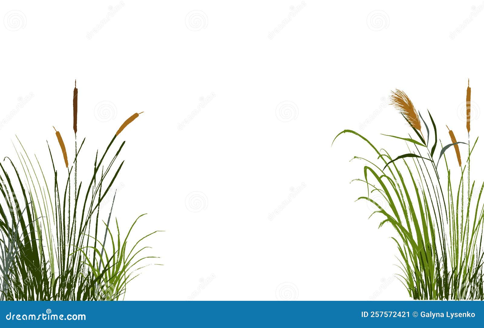Image of a Green Reed or Bulrush on a White Background.Isolated Vector ...