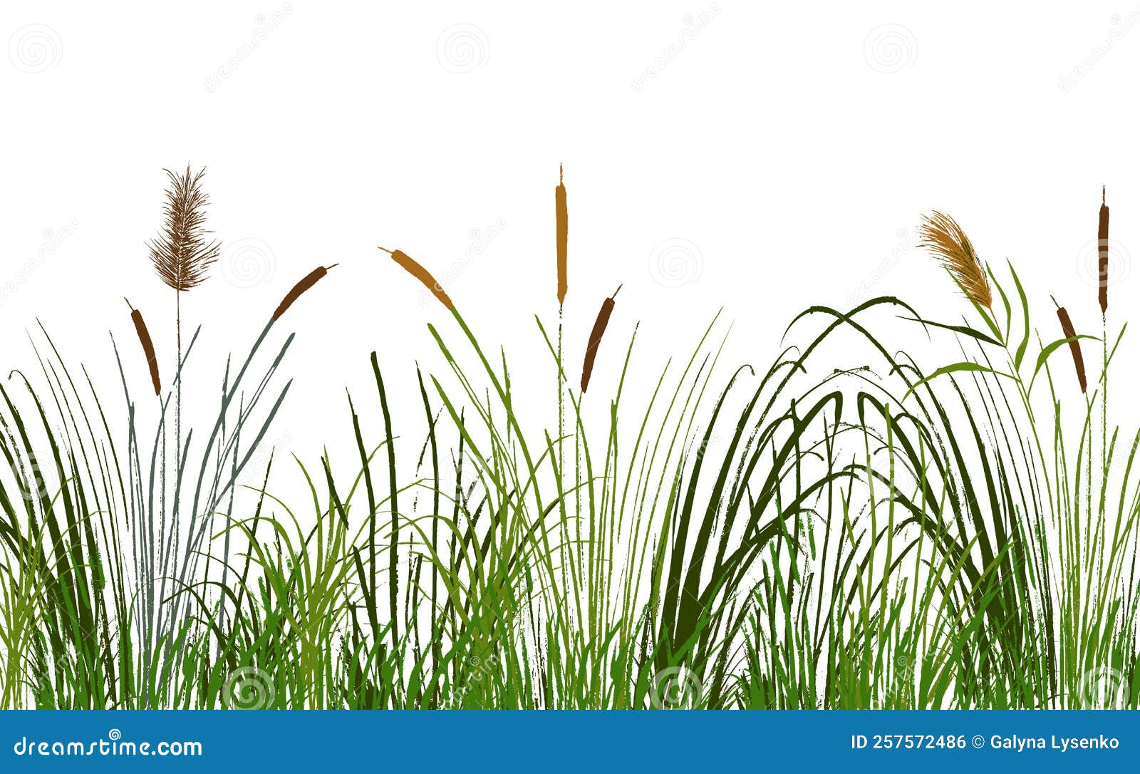 Image of a Green Reed or Bulrush on a White Background.Isolated Vector ...