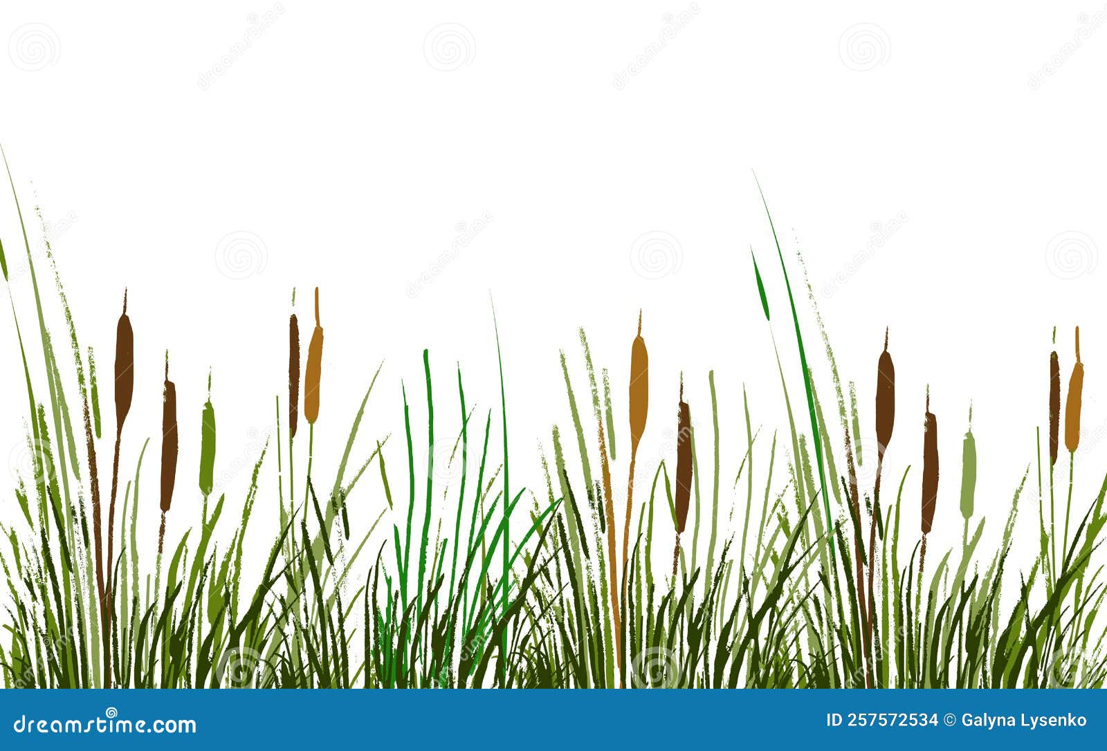 Image of a Green Reed or Bulrush on a White Background.Isolated Vector ...