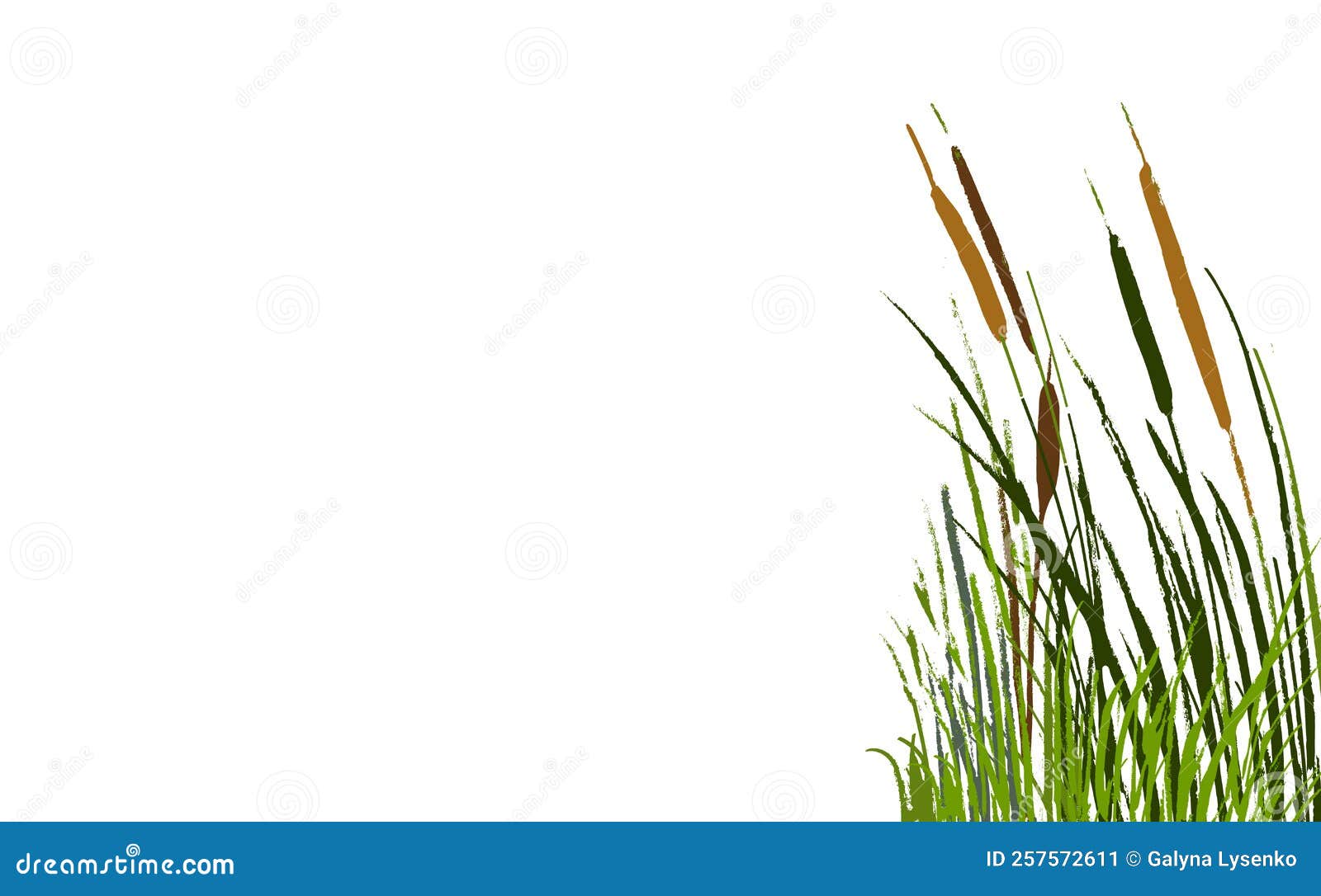 Image of a Green Reed or Bulrush on a White Background.Isolated Vector ...