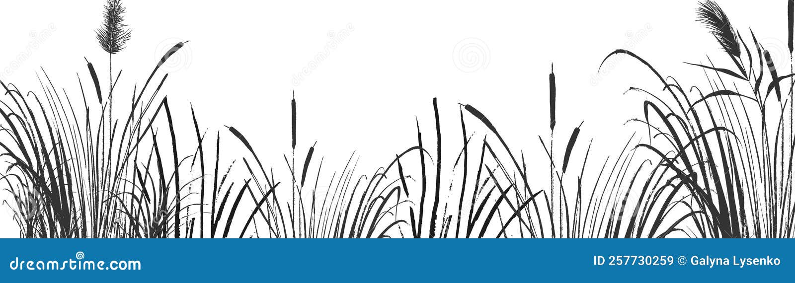 Image of a Green Reed or Bulrush on a White Background.Isolated Vector ...