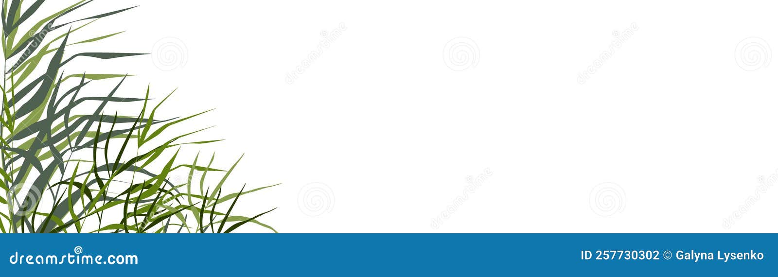 Image of a Green Reed or Bulrush on a White Background.Isolated Vector ...
