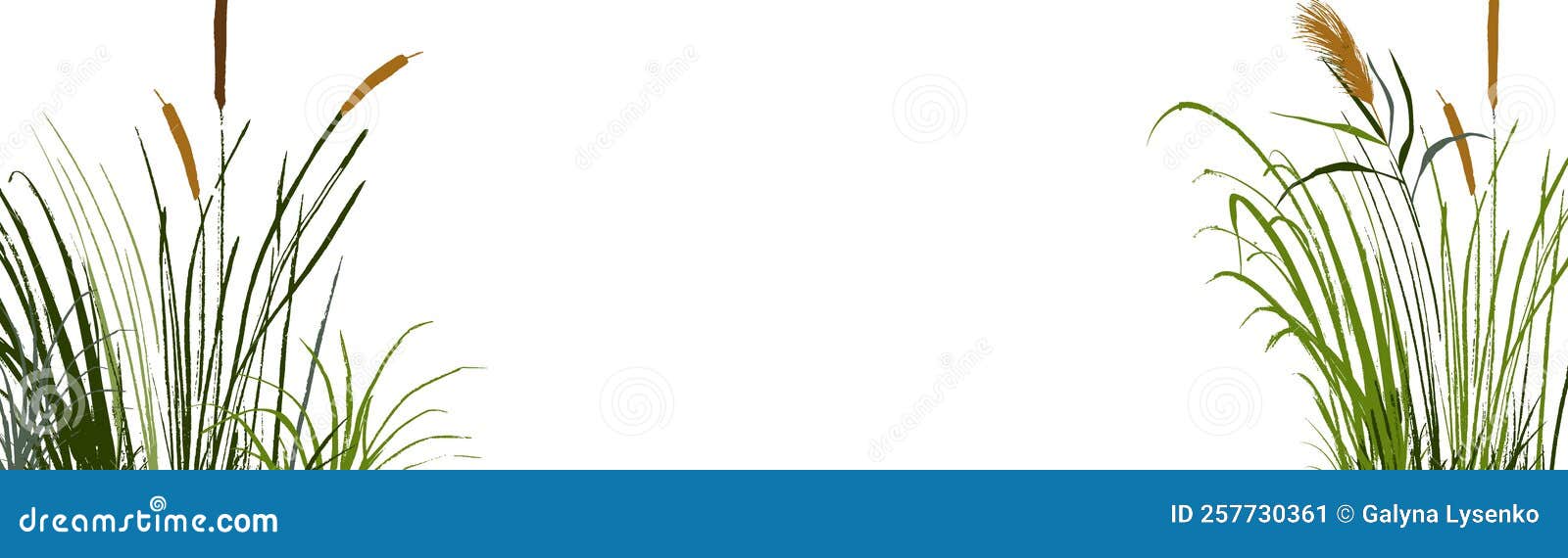 Image of a Green Reed or Bulrush on a White Background.Isolated Vector ...