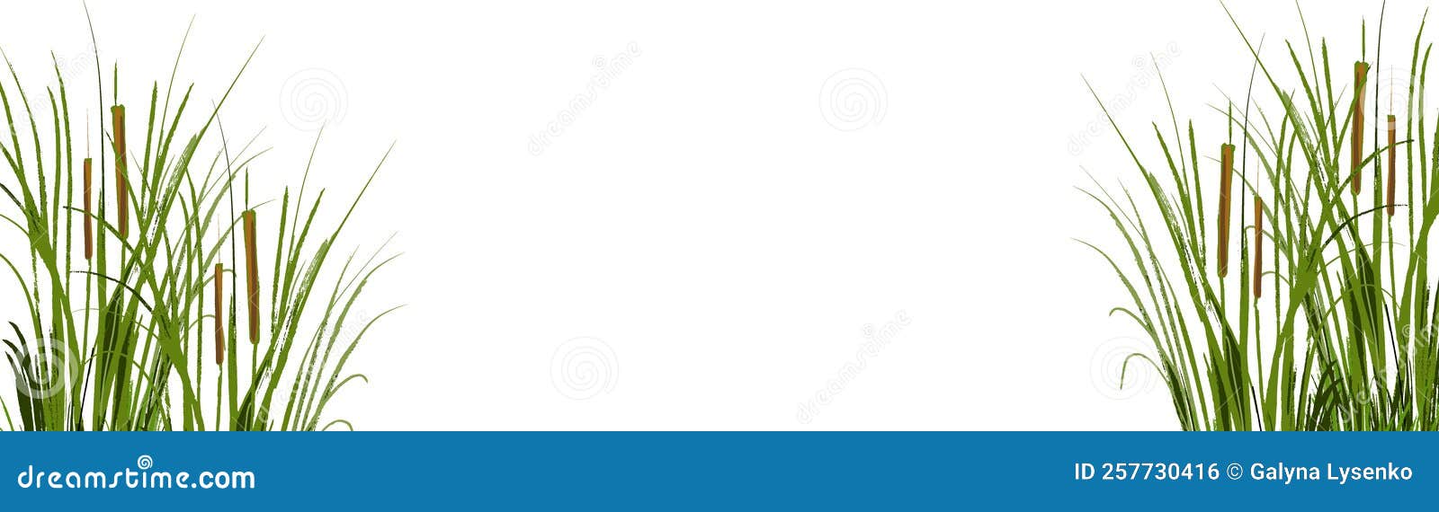 Image of a Green Reed or Bulrush on a White Background.Isolated Vector ...