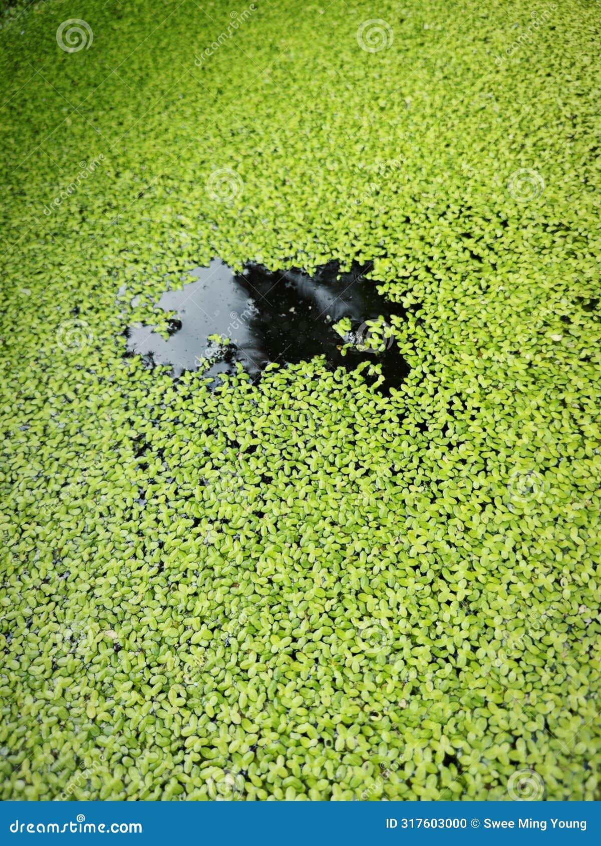 Green Tiny Algae Fungus Grass Floating on the Surface of the Water Stock Photo - Image of alga ...