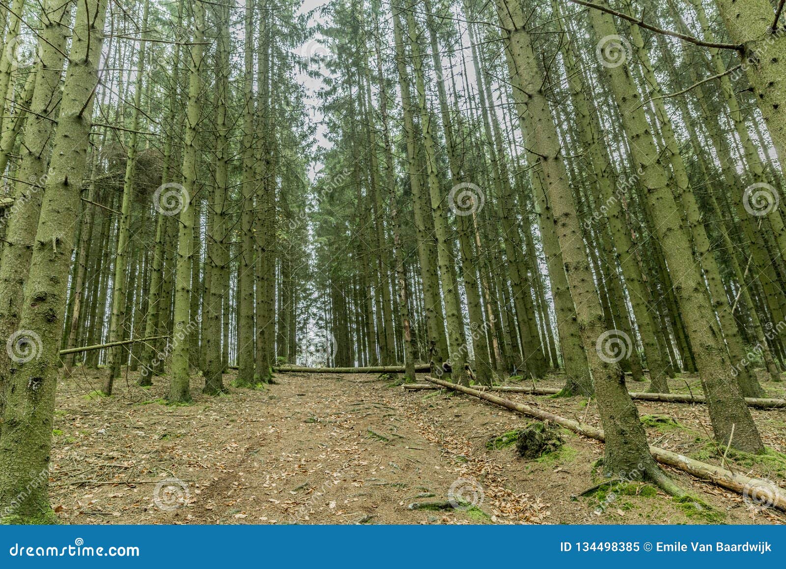 Image of Green Trunks of Trees and Fallen Tree Trunks from a Lower ...