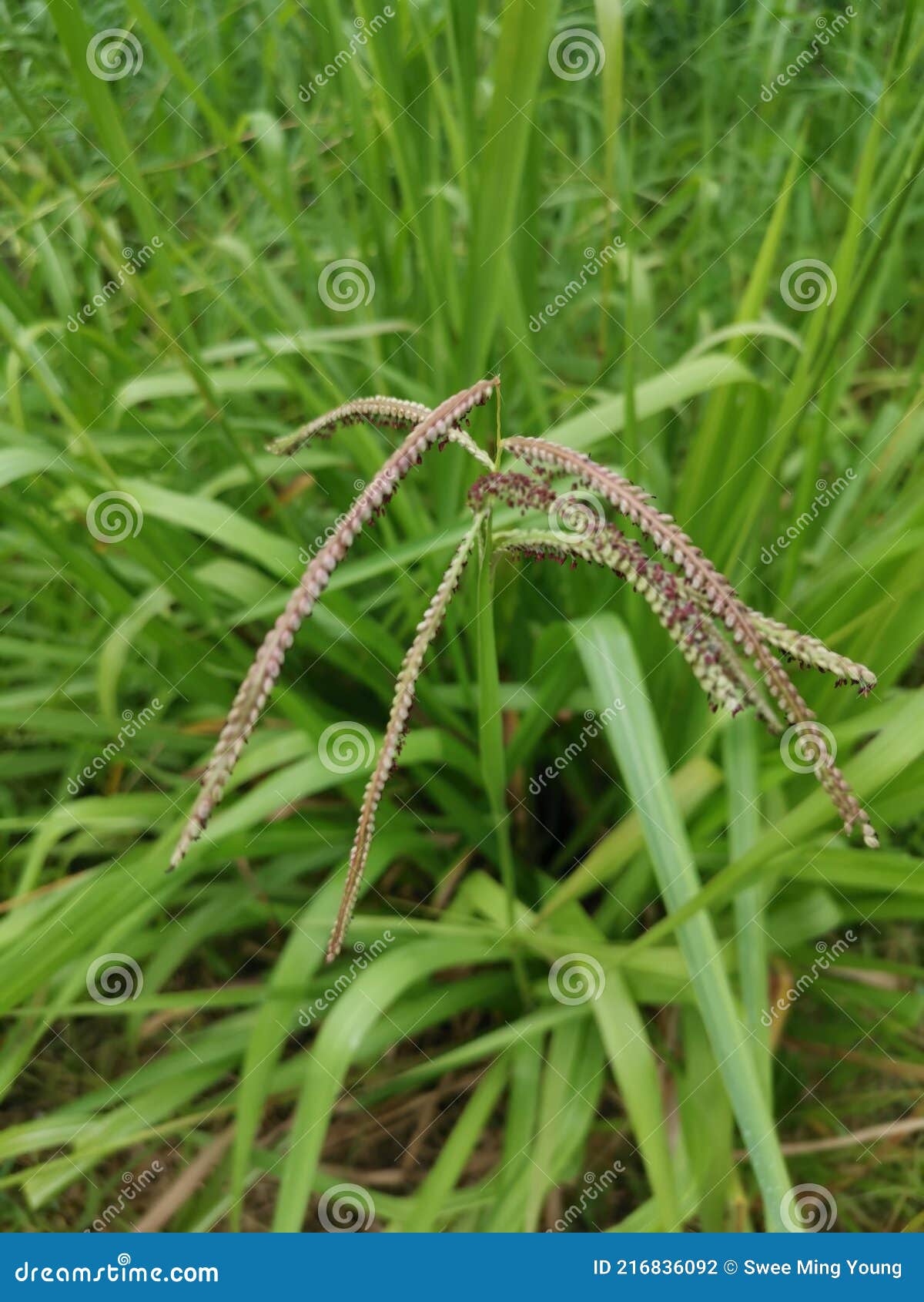 Green Wild Paspalum Dilatatum Grass Plant. Stock Photo - Image of grass ...