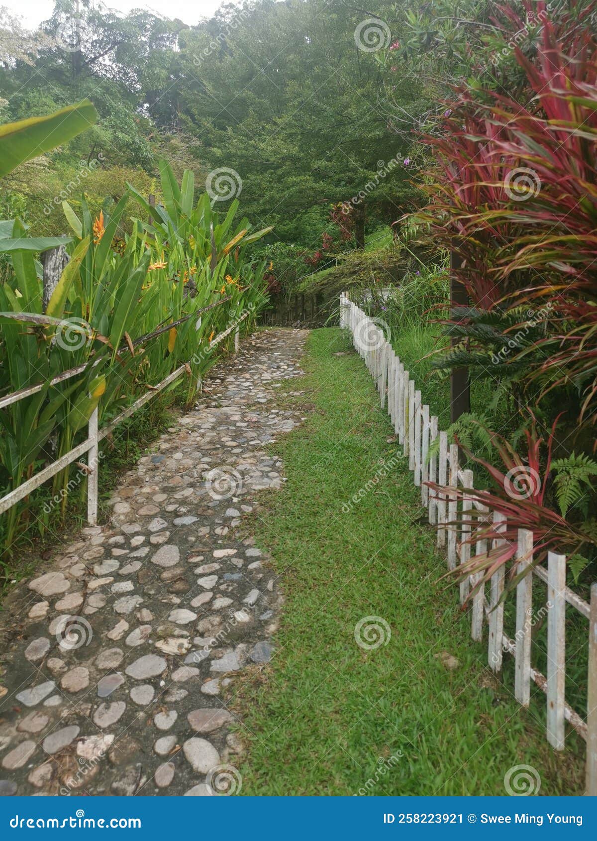 Greenery Garden Walk Path Way To the Park Stock Image - Image of nature ...