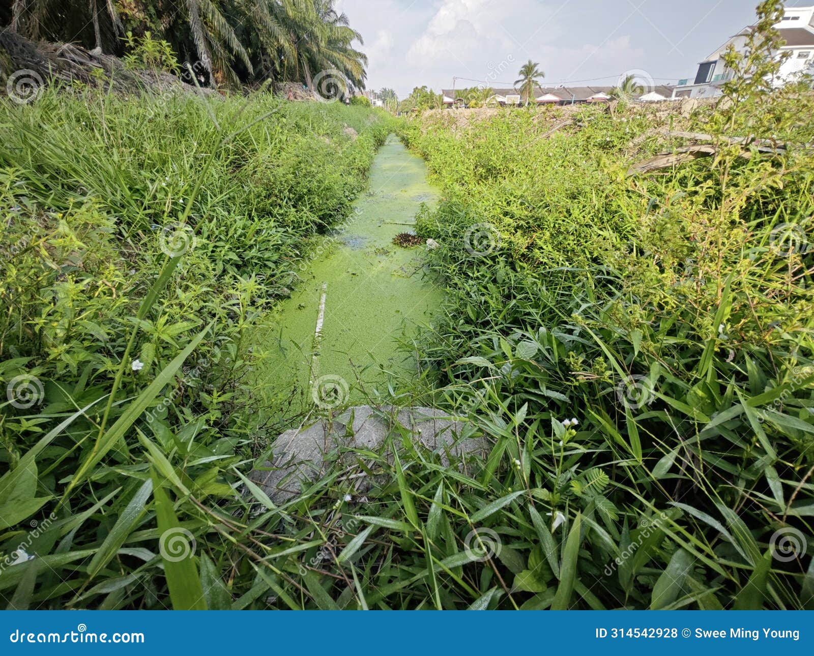 Greenish Algae Sludge Floating on the Surface of the Rural Drain. Stock ...