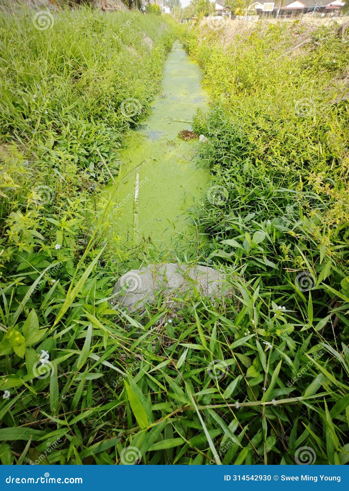 Greenish Algae Sludge Floating on the Surface of the Rural Drain. Stock ...