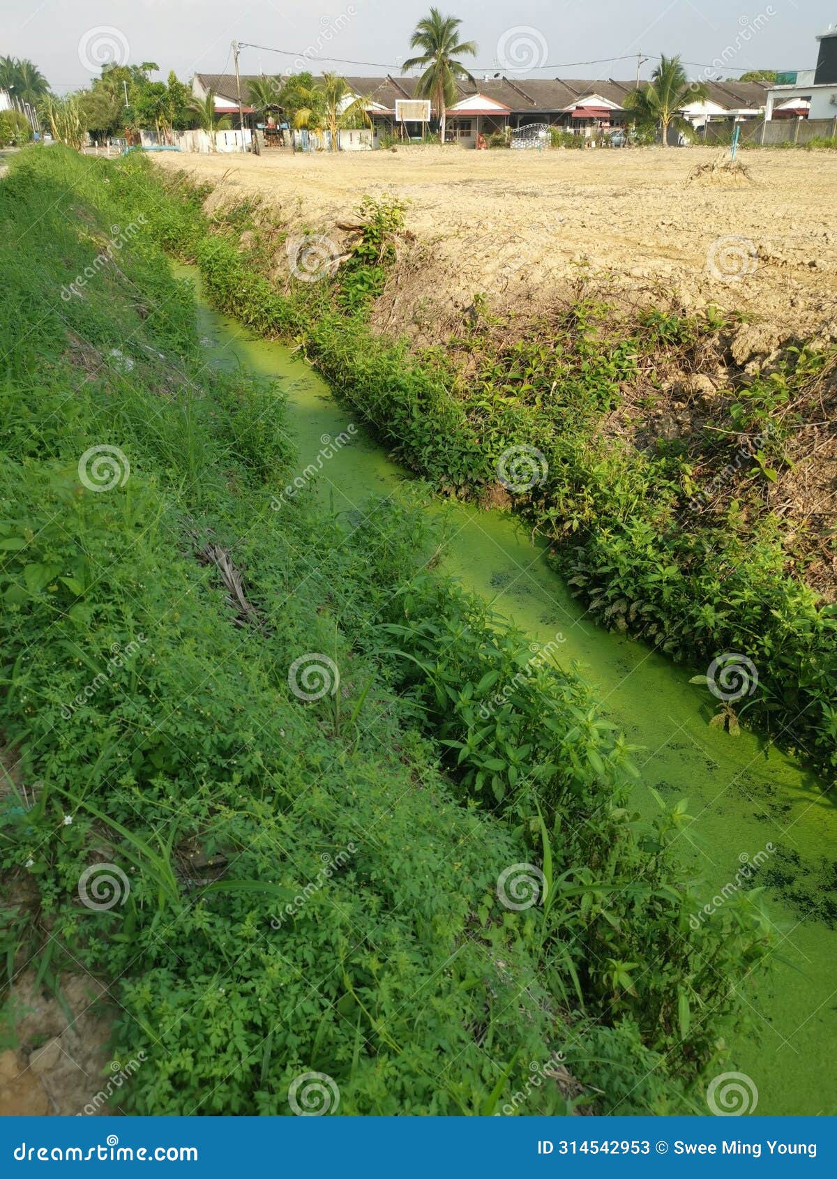 Greenish Algae Sludge Floating on the Surface of the Rural Drain. Stock ...