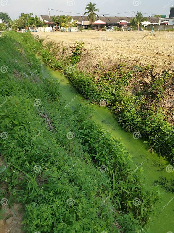 Greenish Algae Sludge Floating on the Surface of the Rural Drain. Stock ...