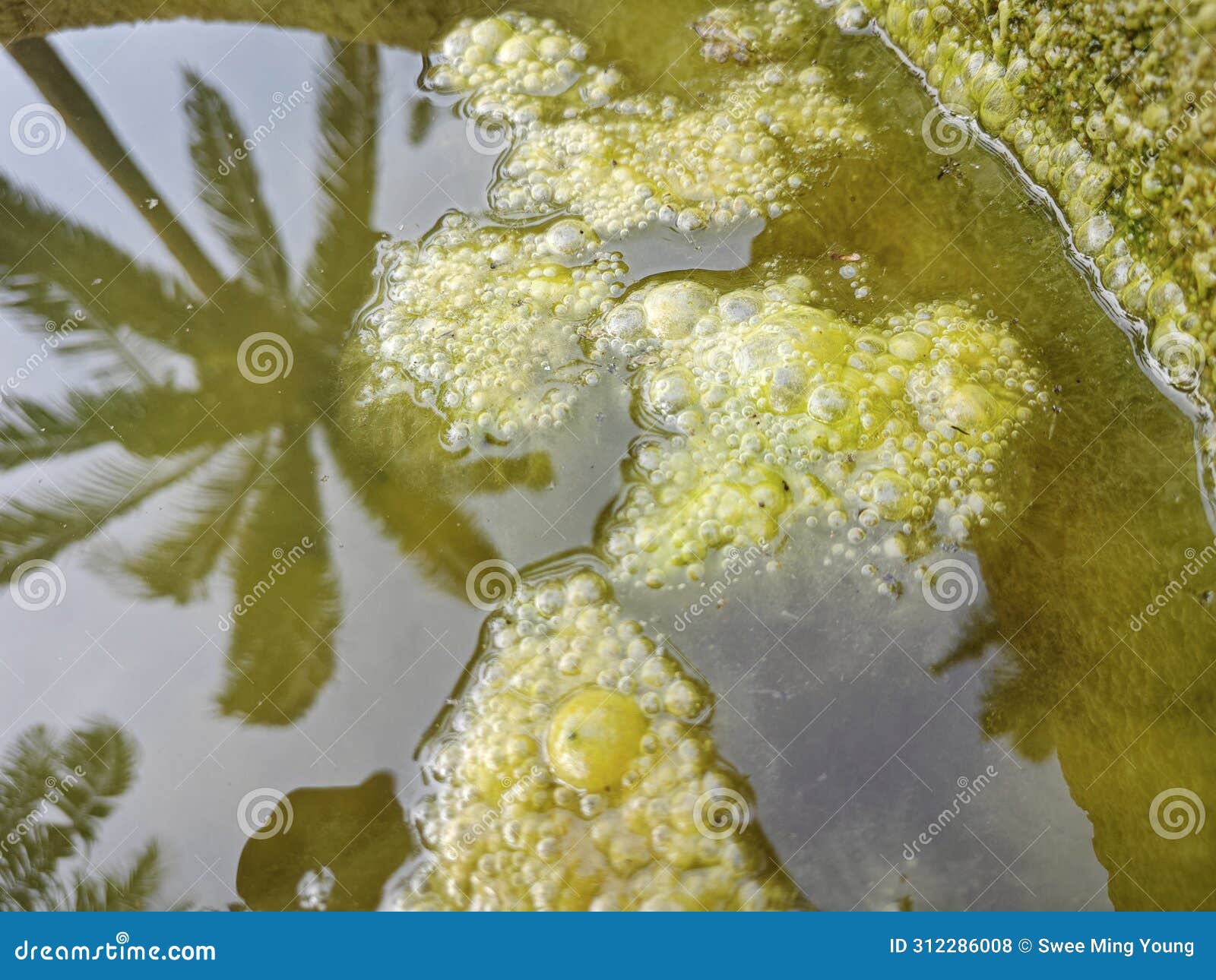 Greenish Algae Sludge Floating on the Surface of the Well. Stock Photo ...