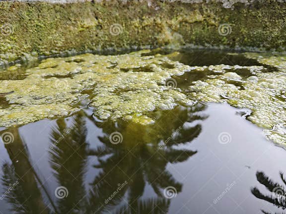 Greenish Algae Sludge Floating on the Surface of the Well. Stock Image ...