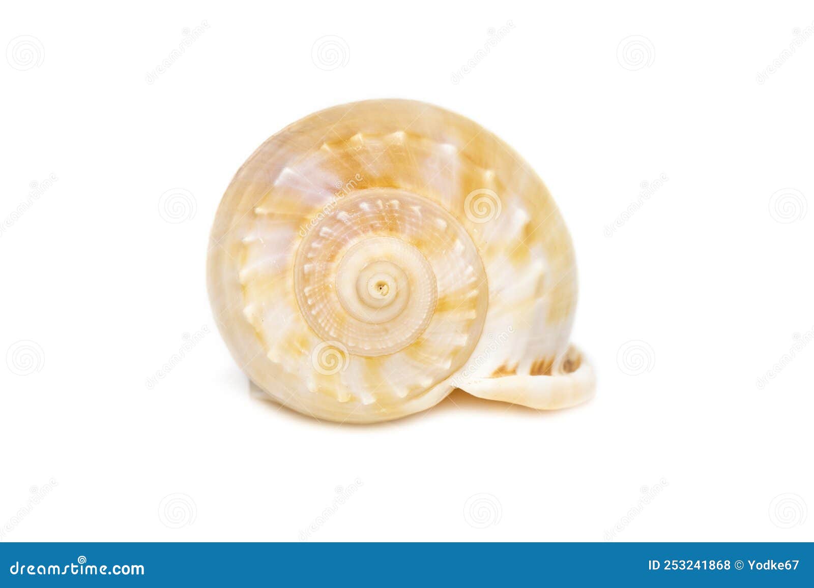 Image of Grey Bonnet Phalium Glaucum Seashells on a White Background ...