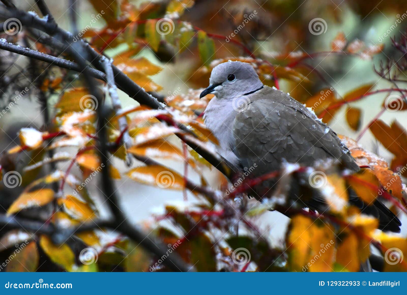 Grey Collared Dove stock image. Image of back, nature - 129322933