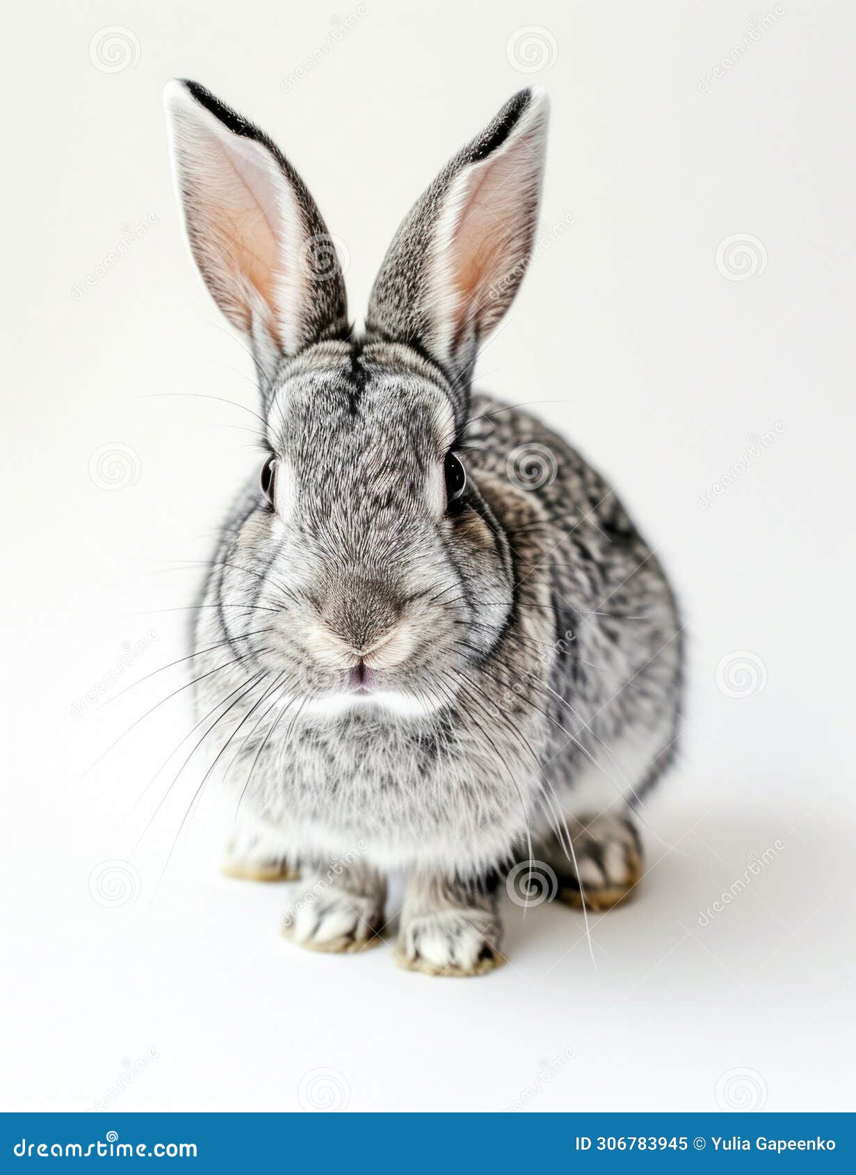 An Image of a Grey Rabbit on White Background, Silver and Brown Stock ...