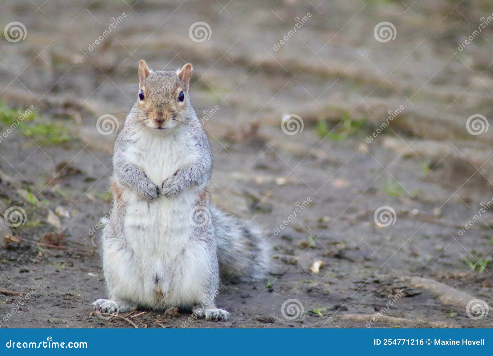 Grey Squirrel (Sciurus Carolinensis) Posing Stock Photo - Image of ...