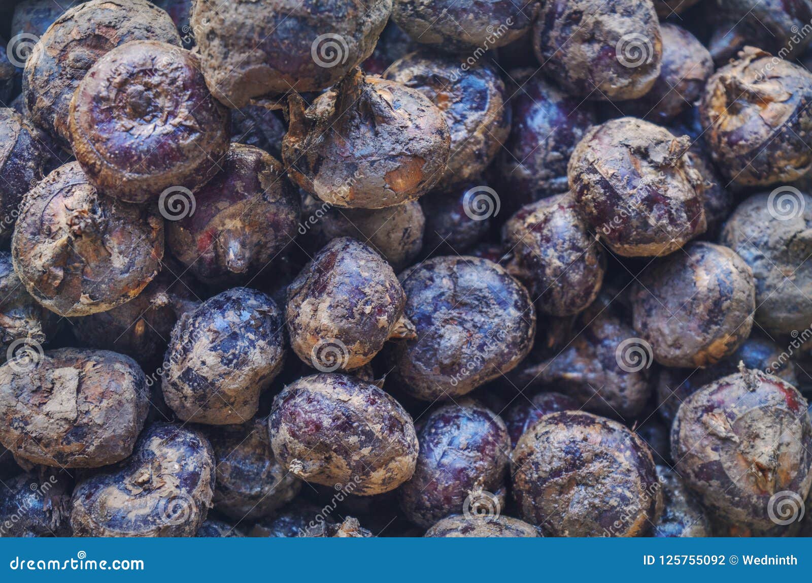 Ground Chesnut, Chinese Water Chestnuts: Fruit Native Of Thailand Has ...