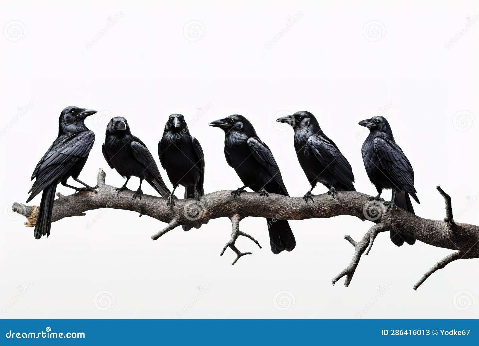 Image of Group of Crows on a Branch on a White Background. Birds ...
