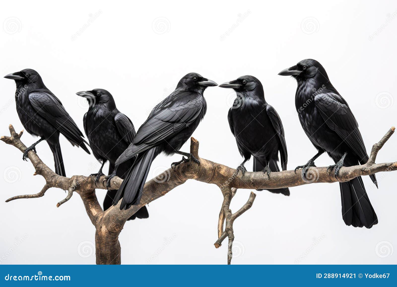 Image of Group of Crows on a Branch on a White Background. Birds ...
