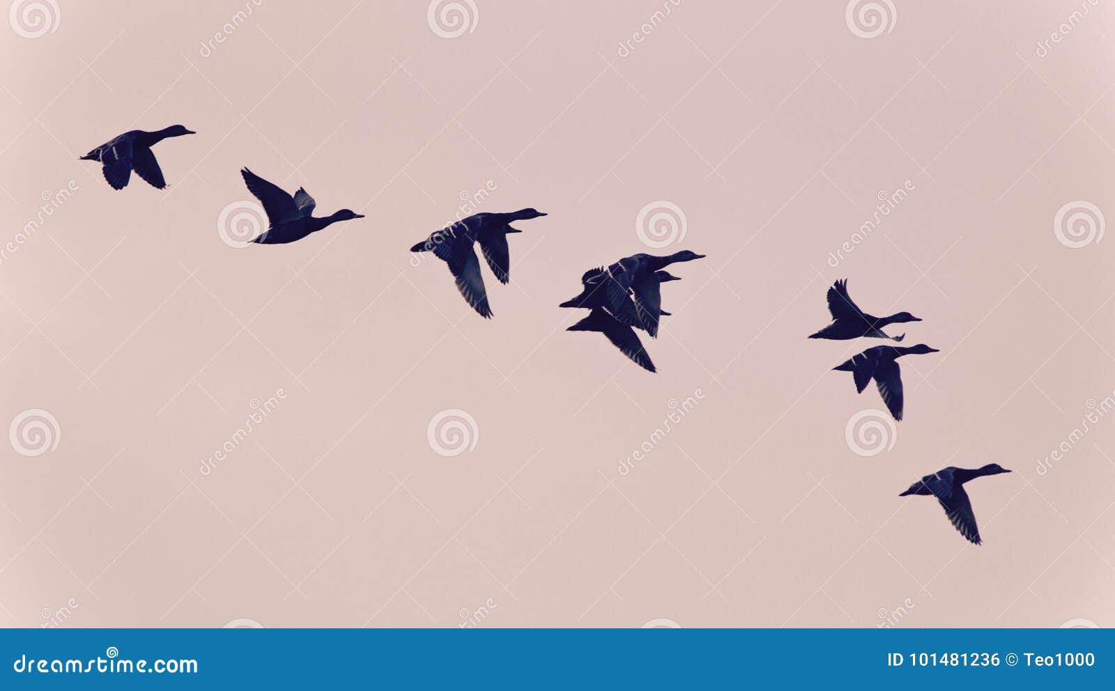 Background with a Swarm of Ducks Flying in the Sky Stock Photo - Image ...