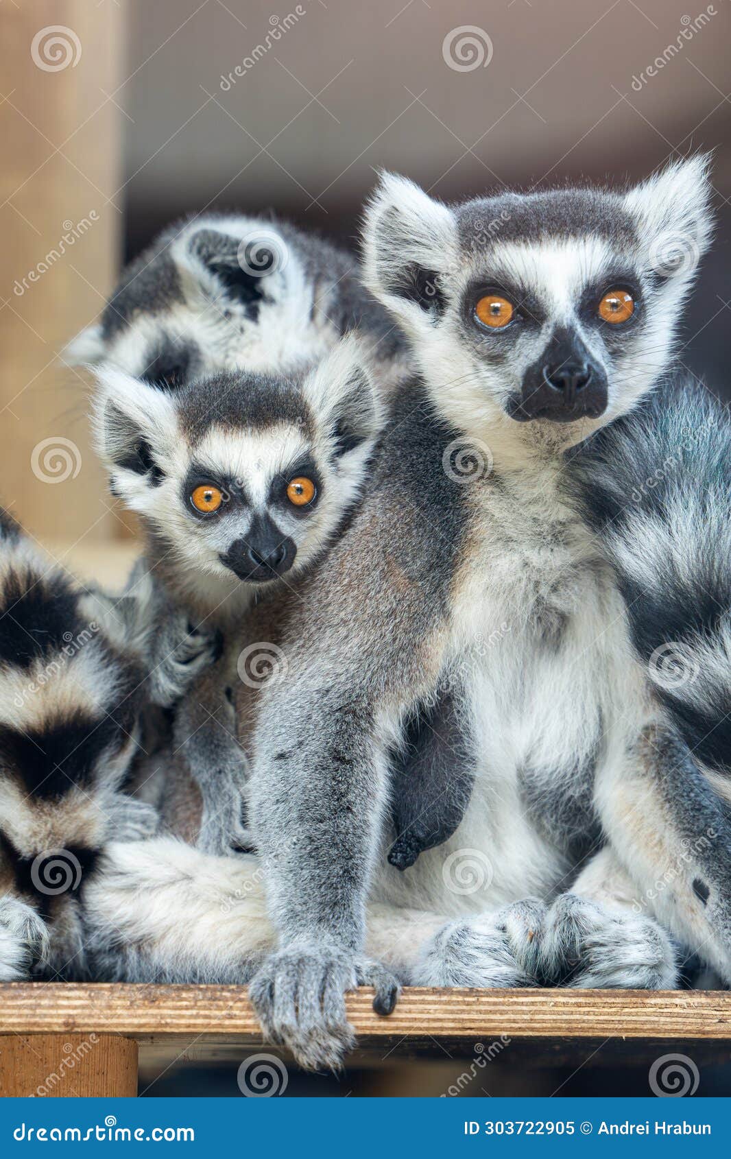 Image of Group of Ring-tailed Lemurs and Children Sitting on a Tree Branch Stock Image - Image ...