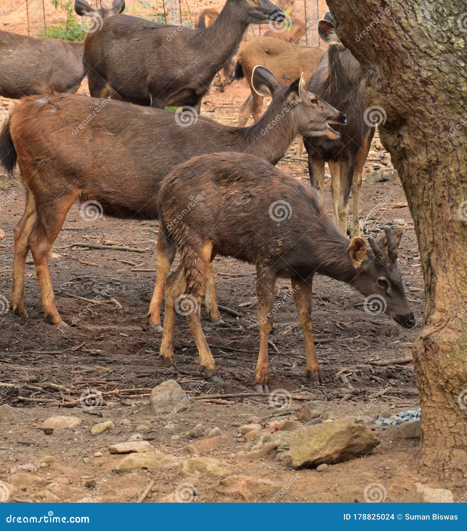 An Image Of A Group Of Mast Cells Releasing Their Granules ...