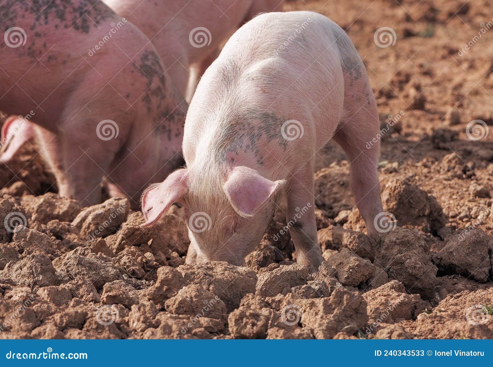 Image with Group of Young Pigs Looking for Food on the Ground Stock ...