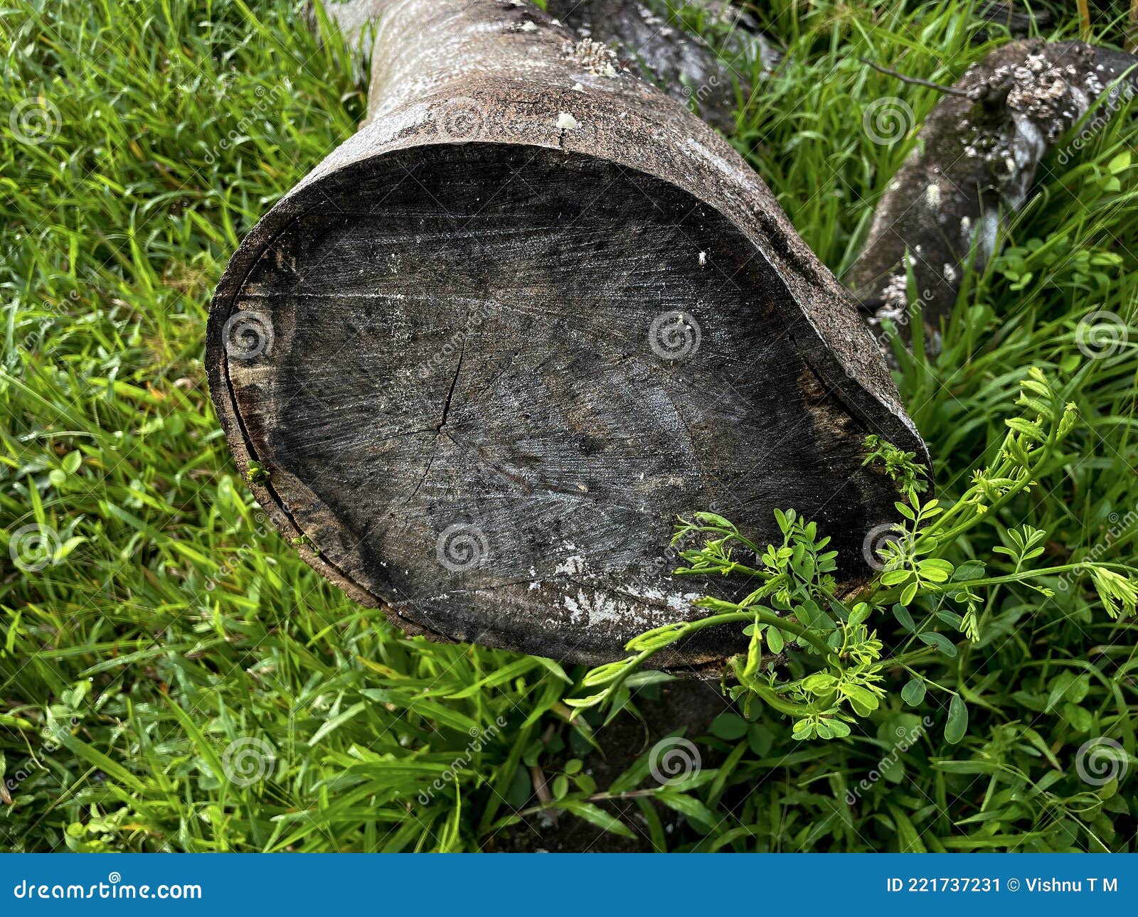 Image of Growth of Tree from Cut Part Stock Image - Image of emerging ...