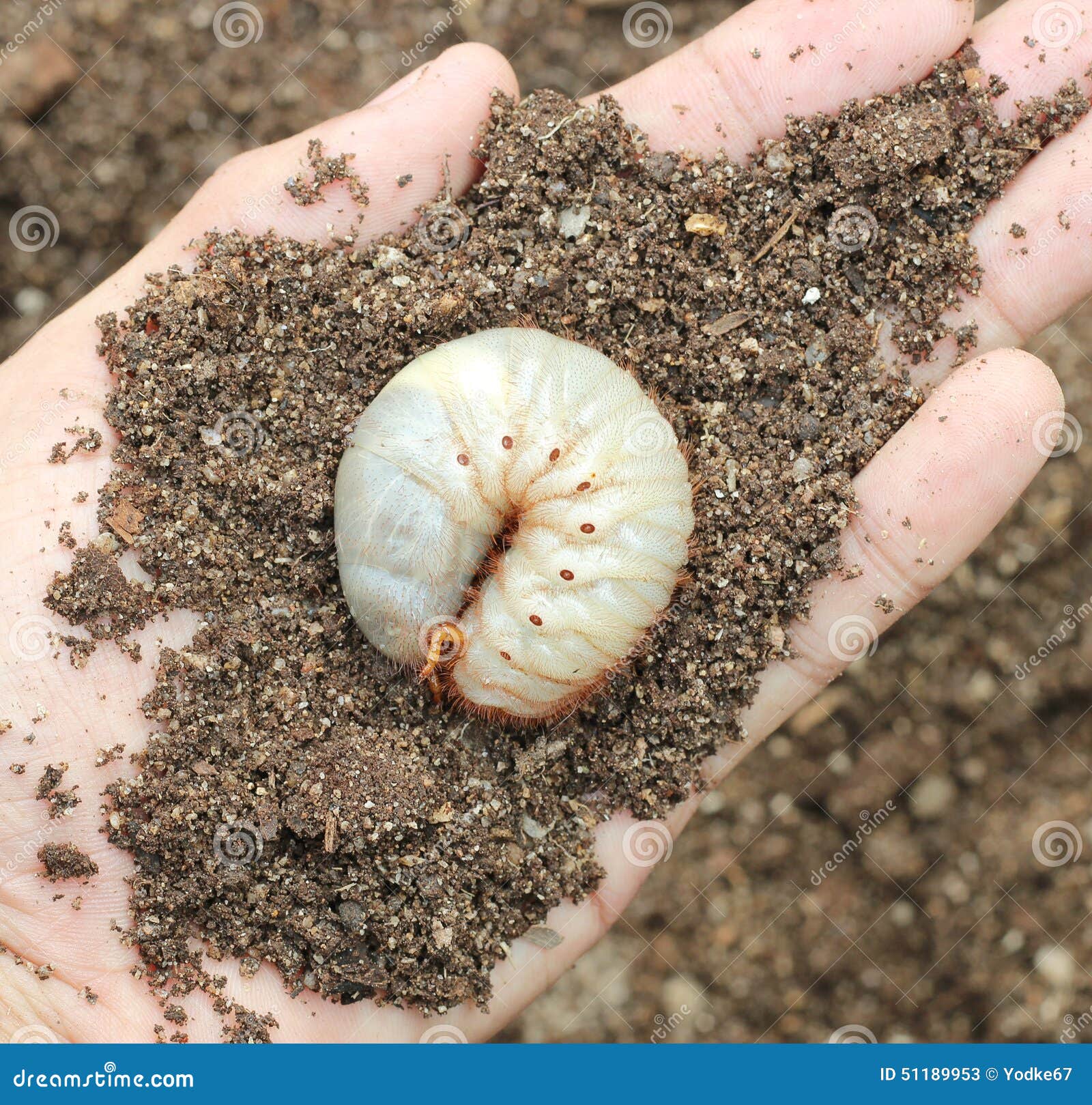 Grub Worms Or Rhinoceros Beetle Grow In Soil On Female Hands`s Farmer ...