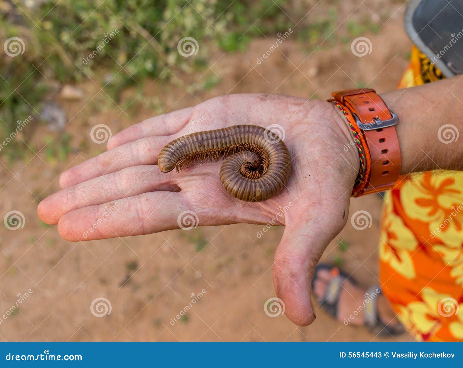 Image of Grub Worms in the Human Hand Stock Image - Image of grub ...