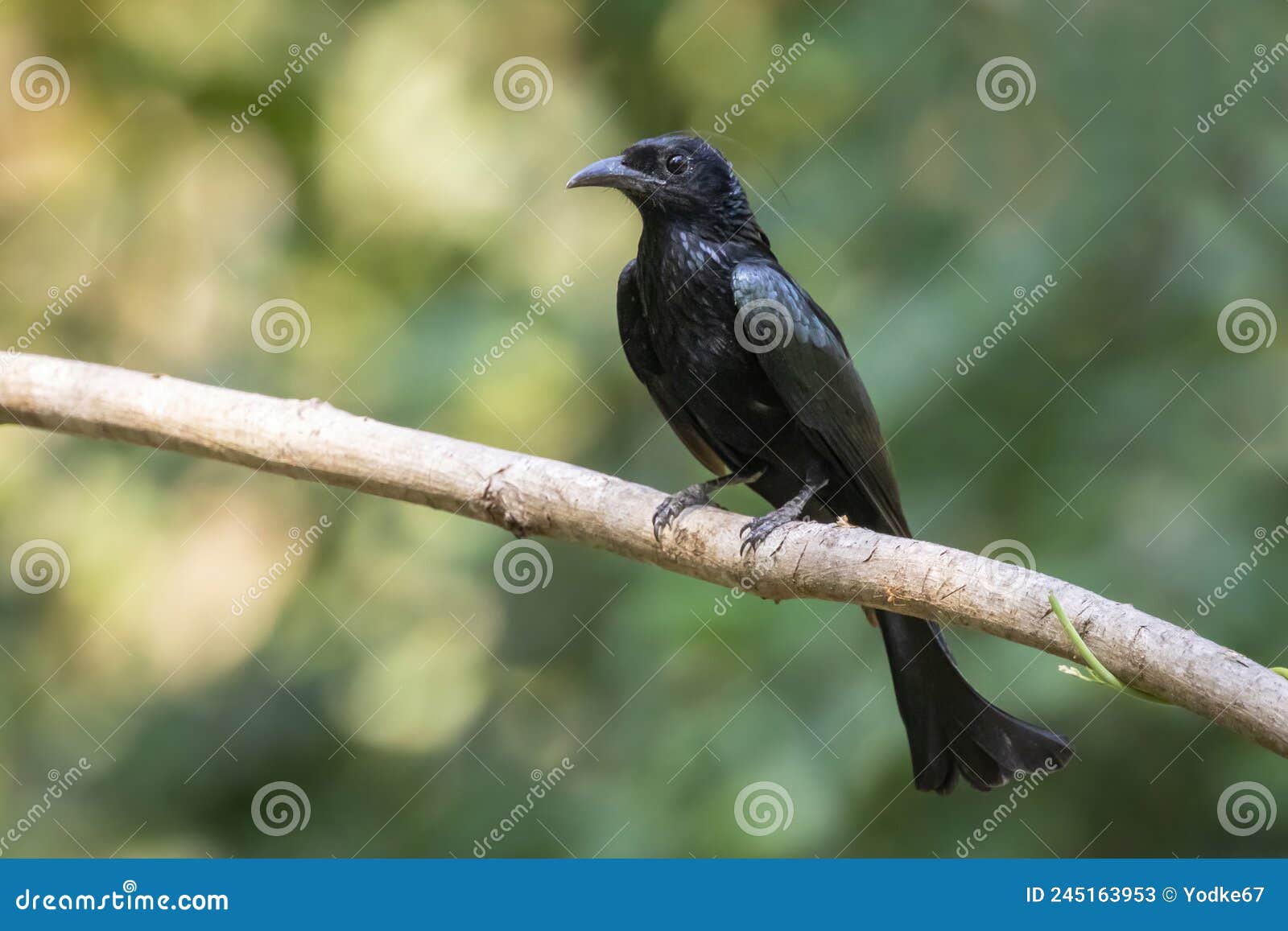 Image of Hair Crested Drongo Bird on a Tree Branch on Nature Background ...