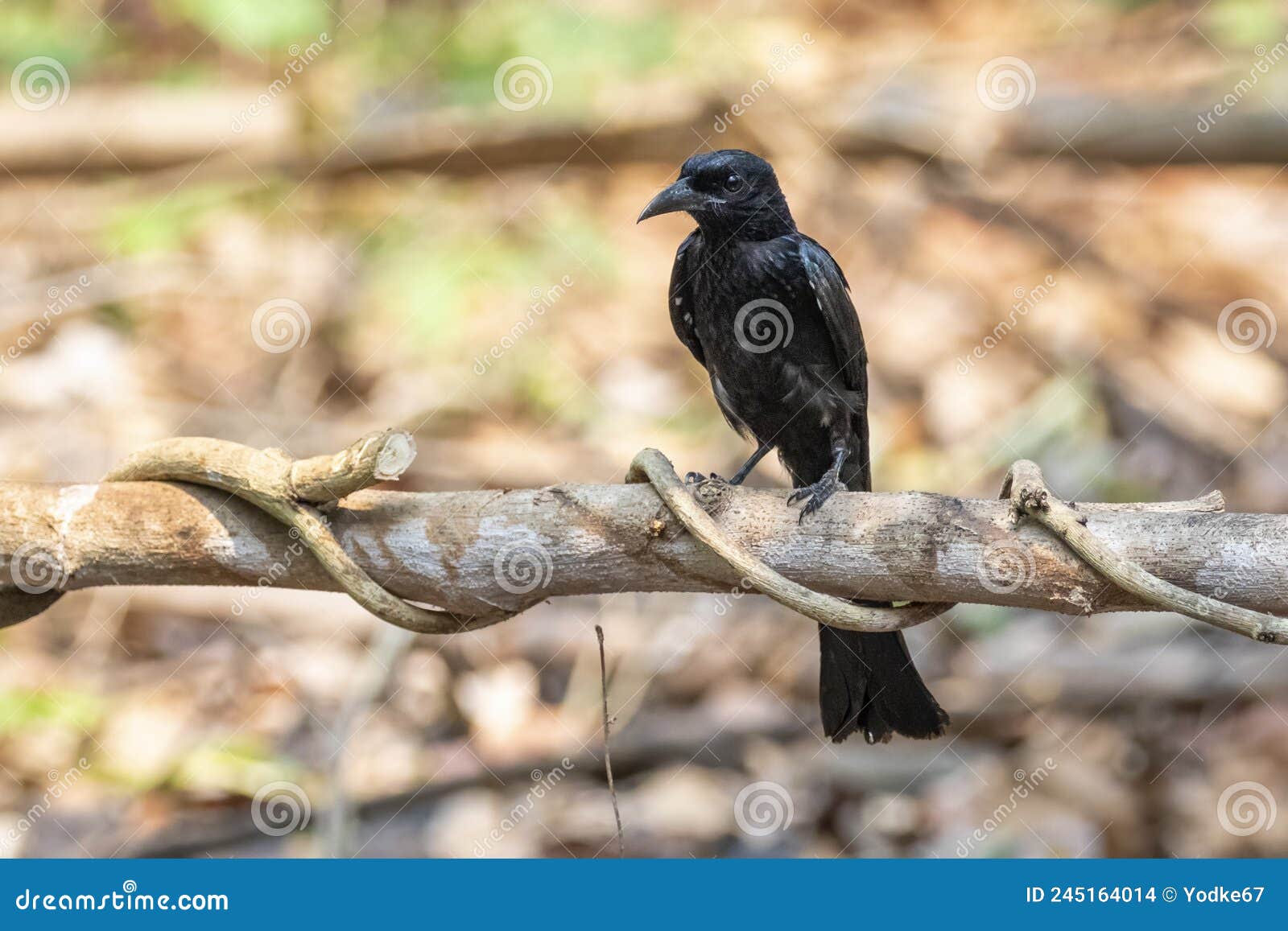 Image of Hair Crested Drongo Bird on a Tree Branch on Nature Background ...