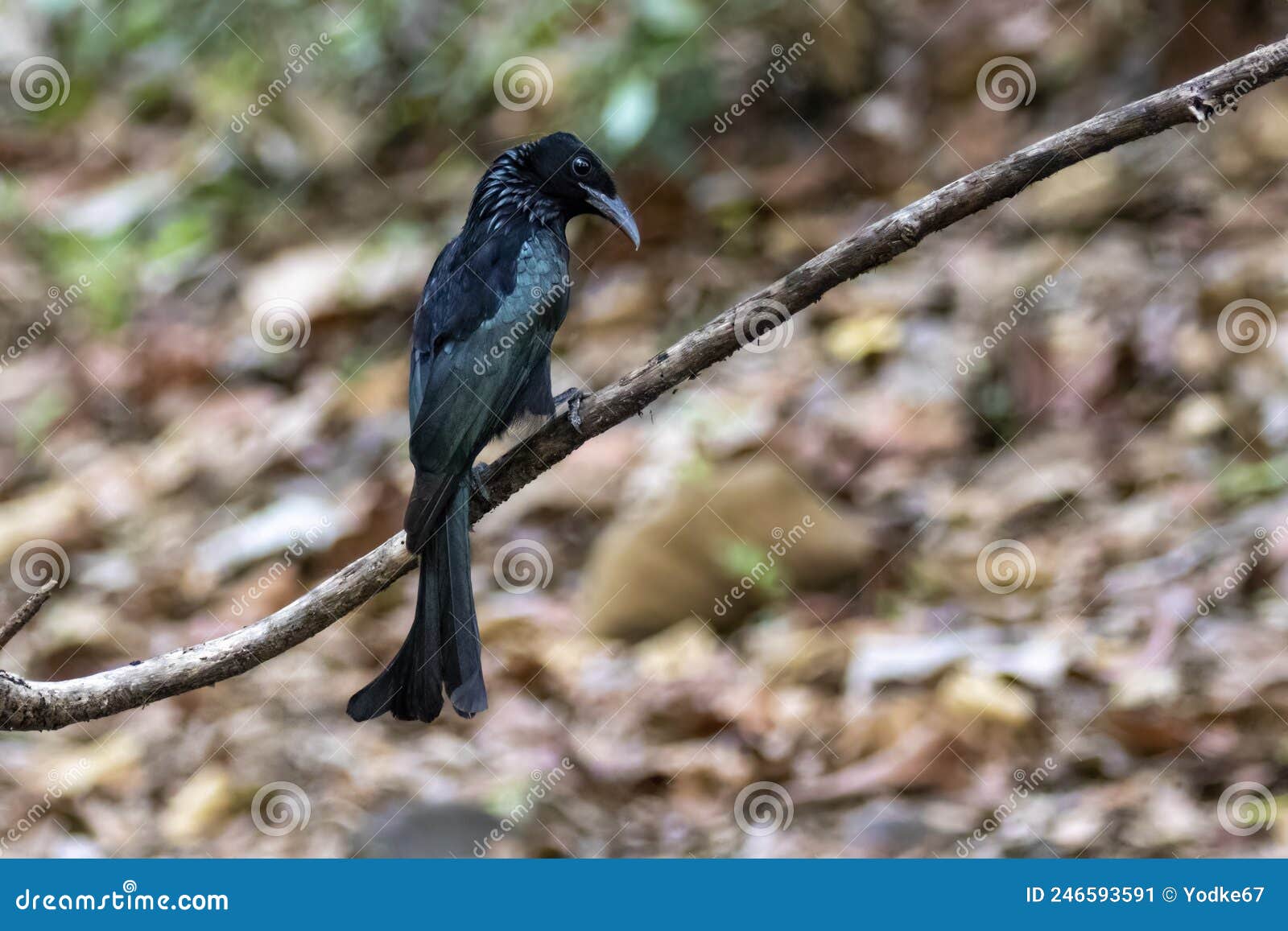 Image of Hair Crested Drongo Bird on a Tree Branch on Nature Background ...