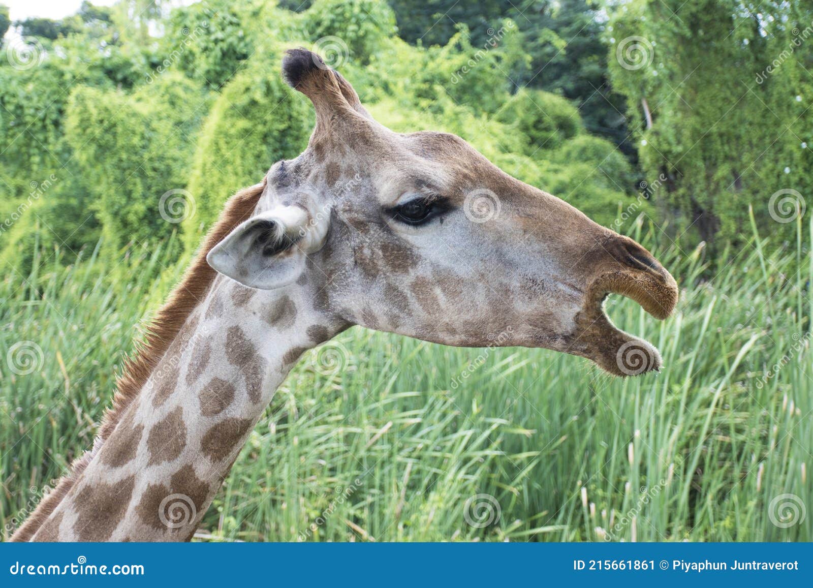 Image Half Giraffe Walks in a Zoo with Tree Background Stock Image ...