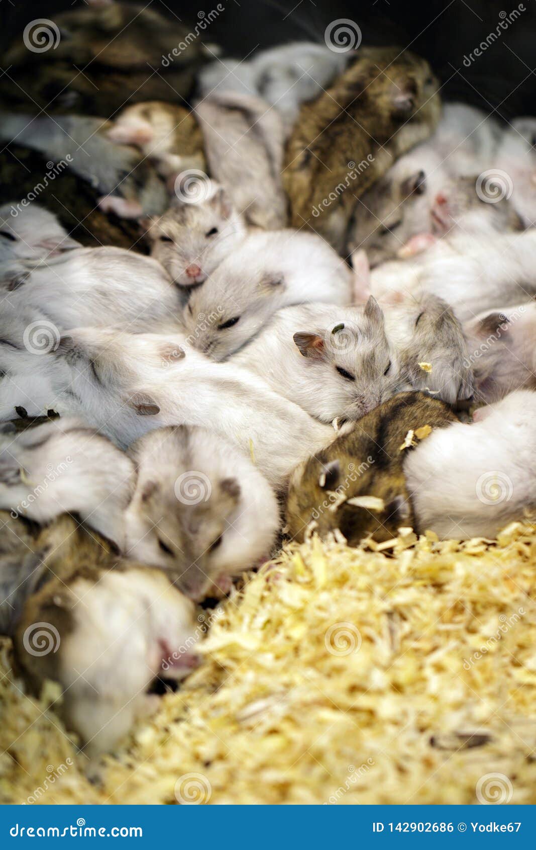 Image of Hamster is Sleeping Together. Pet Stock Photo - Image of asian ...
