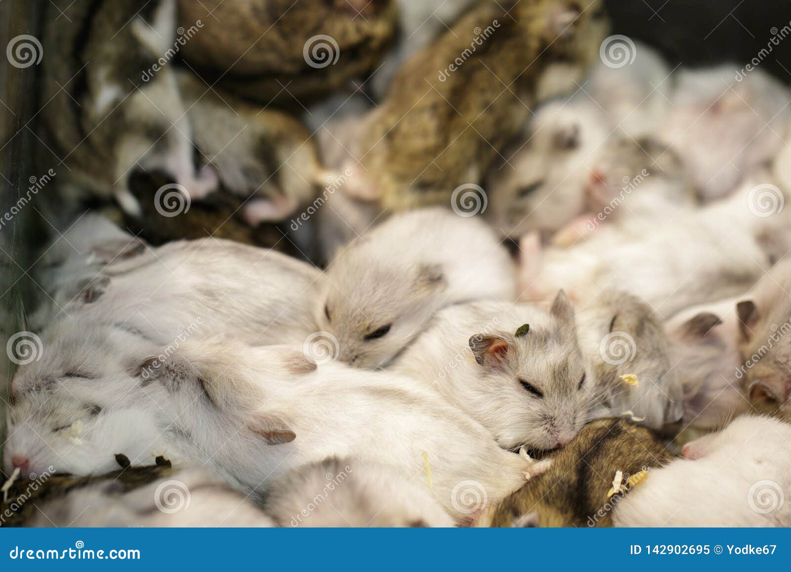 Image of Hamster is Sleeping Together. Pet Stock Image - Image of ...