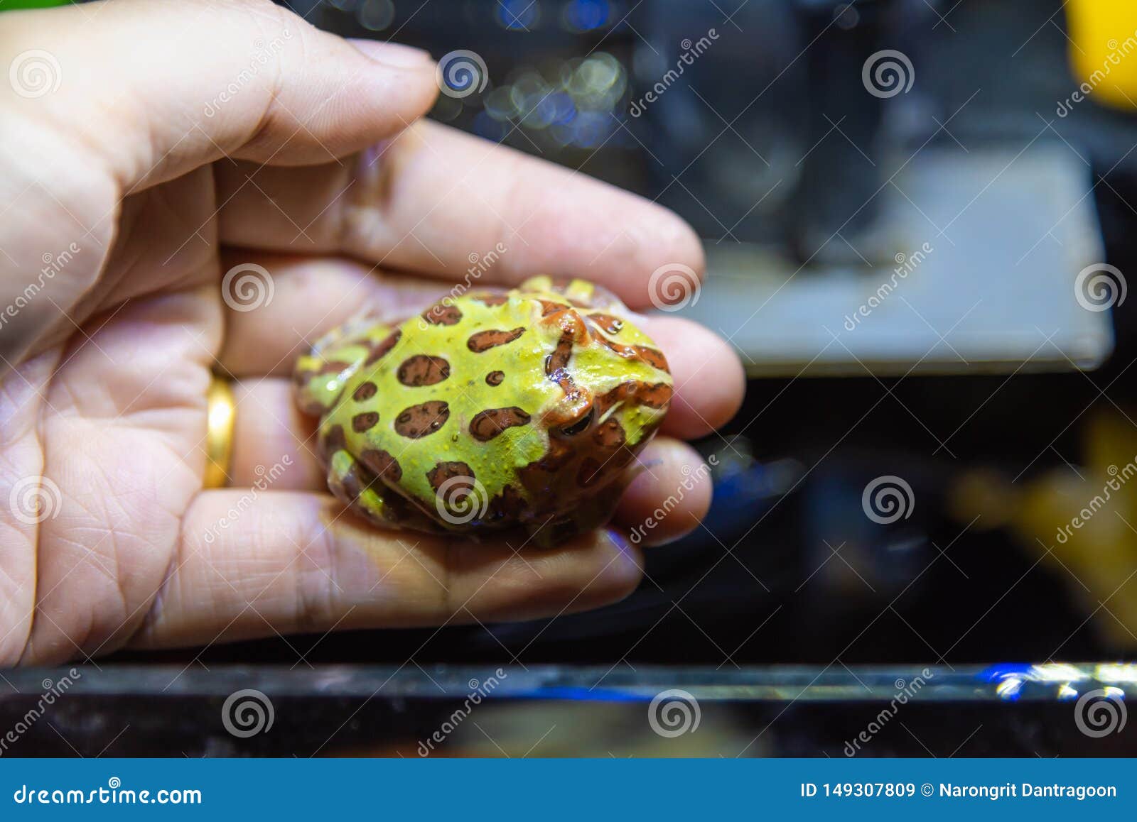 Hand holding a horned frog stock image. Image of face - 149307809