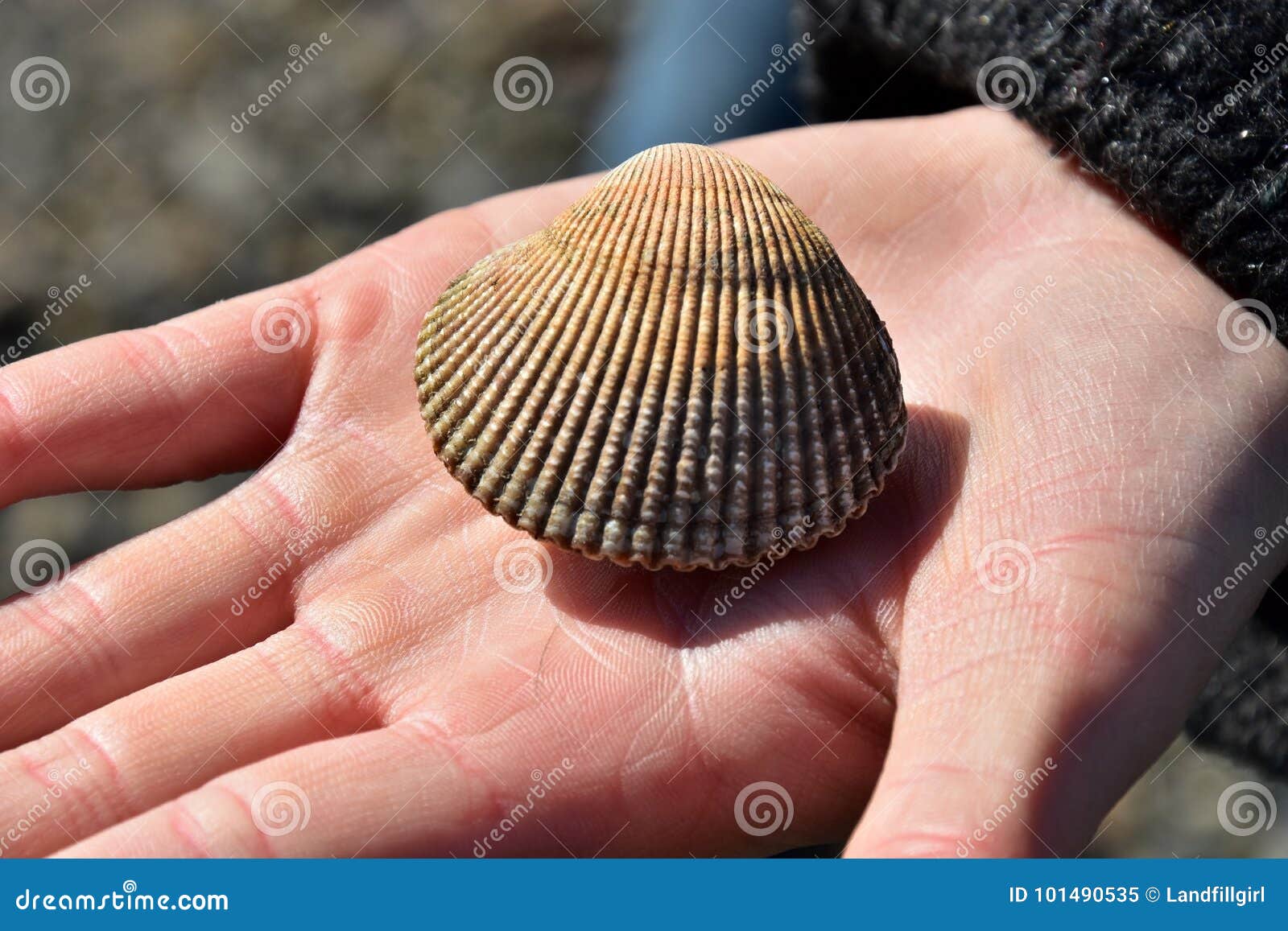 Shell Close Up stock image. Image of sunny, shell, beach - 101490535