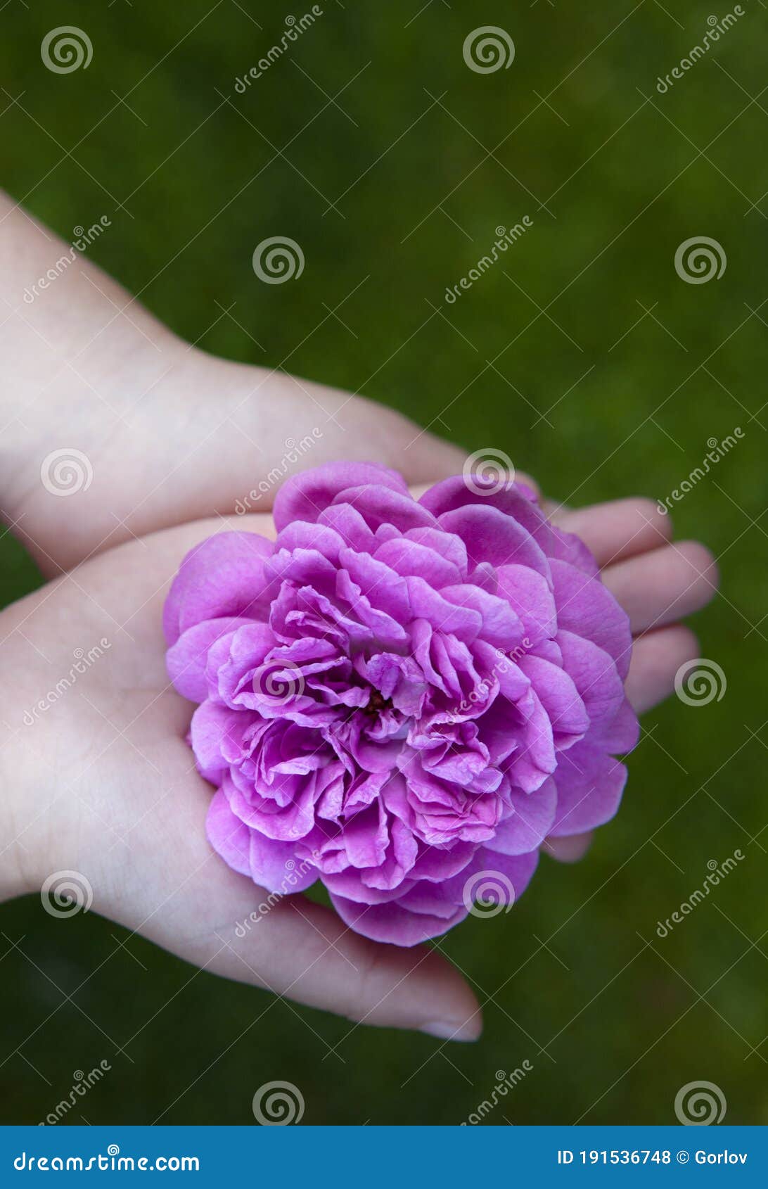 Image of hand rose flower stock photo. Image of holding - 191536748