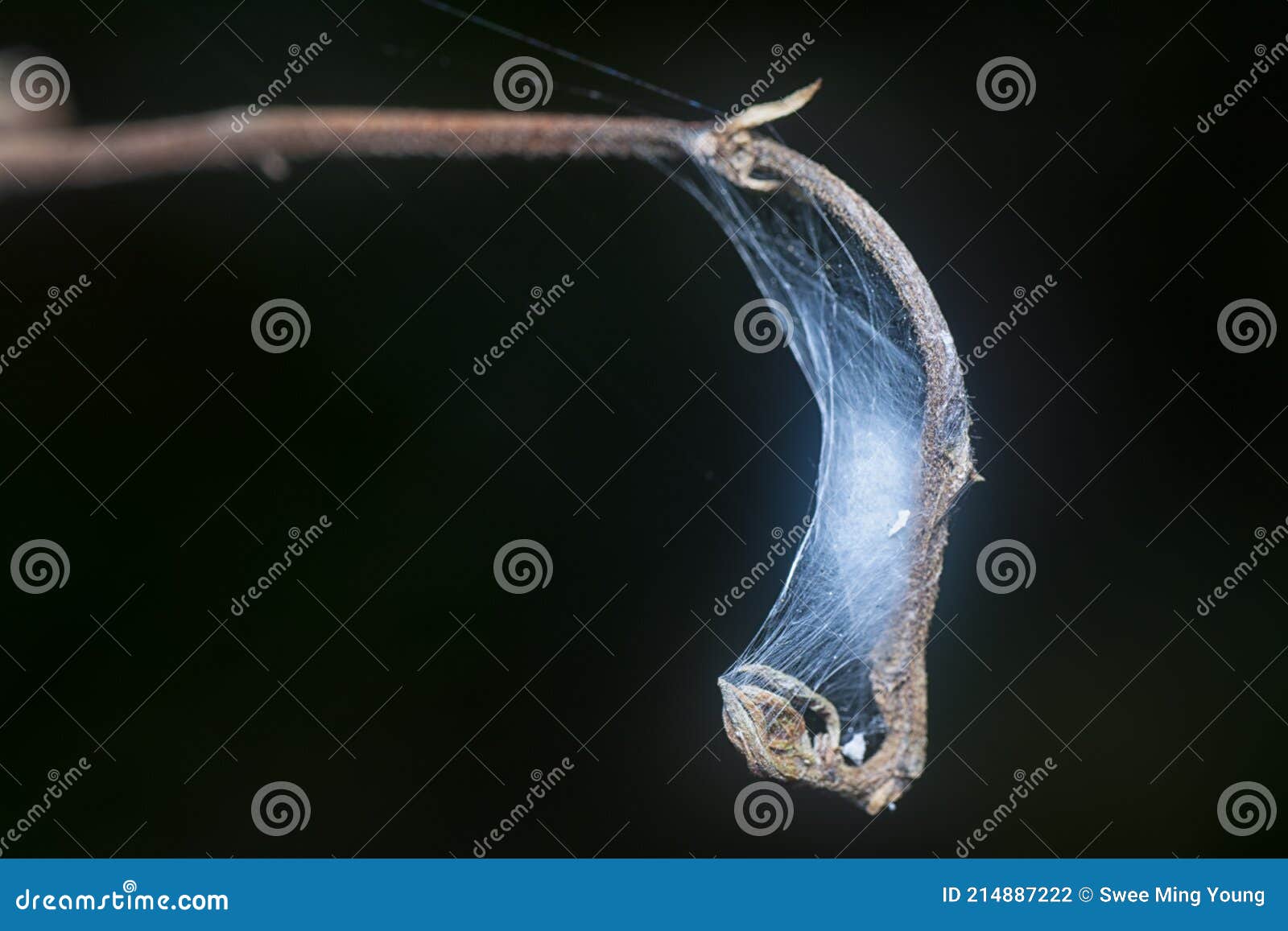 Spiderweb Web Webcob Grass Nature Sunshine Enchanting Magical Stock ...