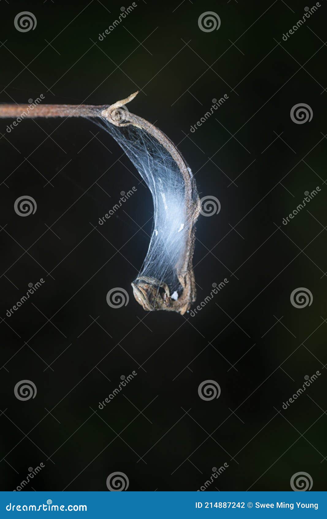 Spiderweb Web Webcob Grass Nature Sunshine Enchanting Magical Stock ...