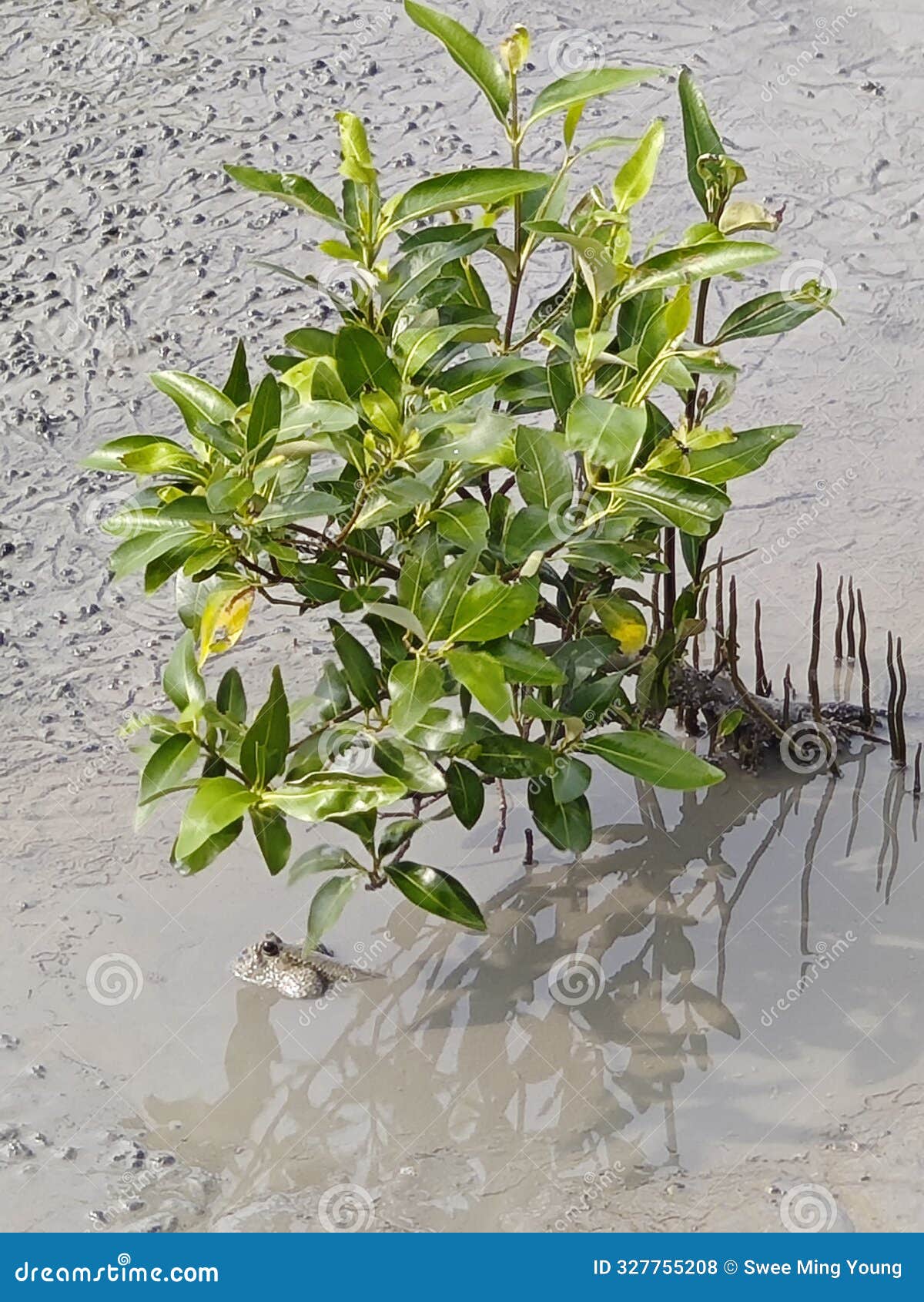 Head Emerging Out from the Pool of Mangrove Swamp Beach. Stock Photo ...