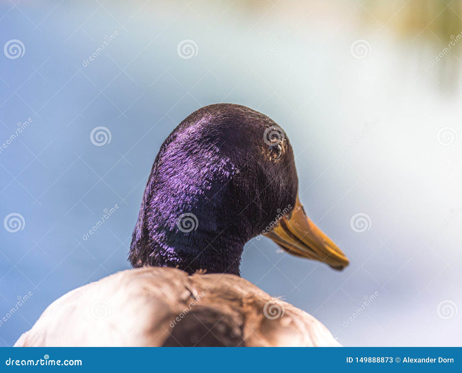 Image of the Head of a Male Duck Stock Image - Image of fauna, closeup ...