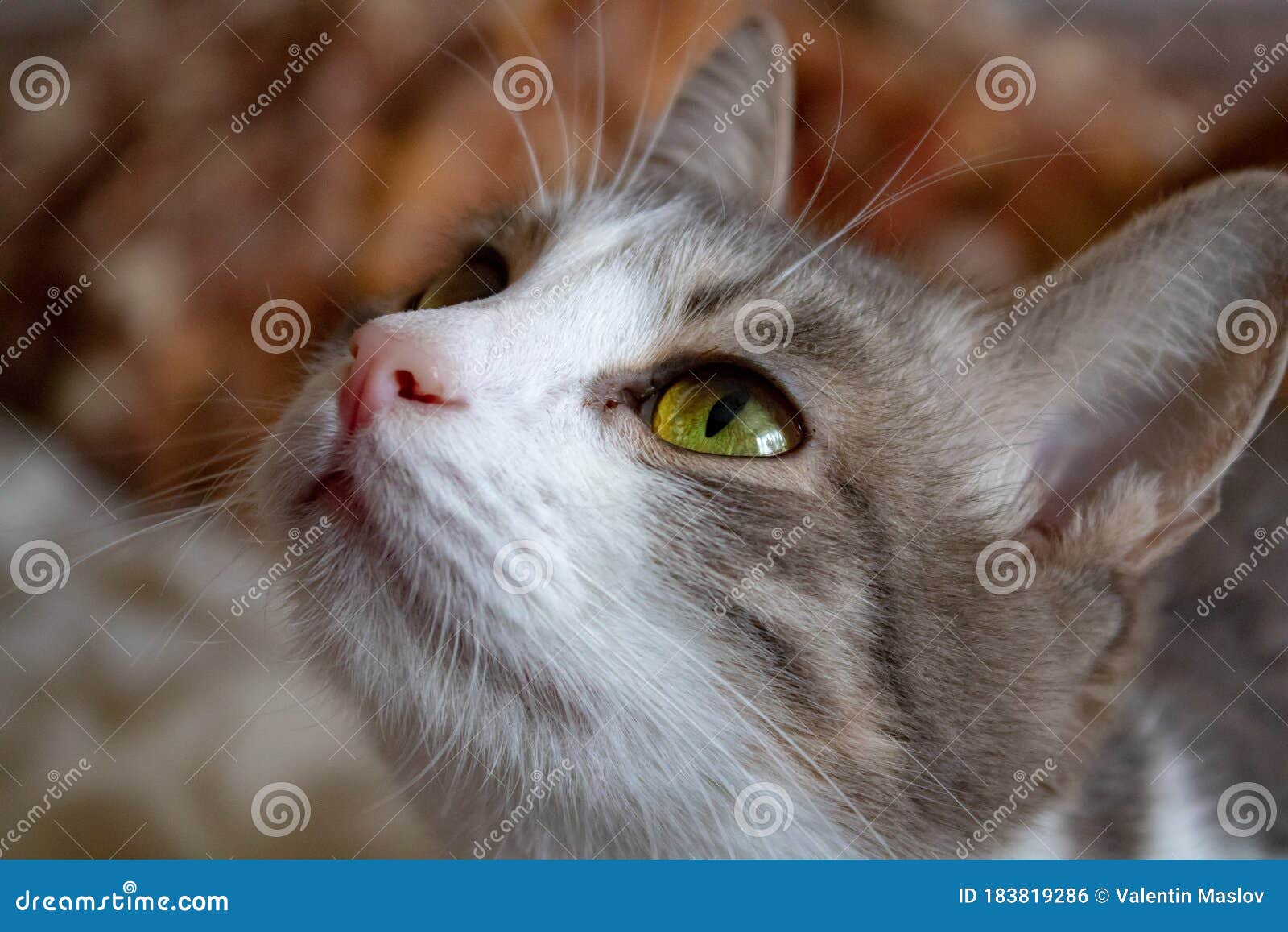 Image of the Head of a Playful and Energetic Cat Named Nick Stock Photo ...