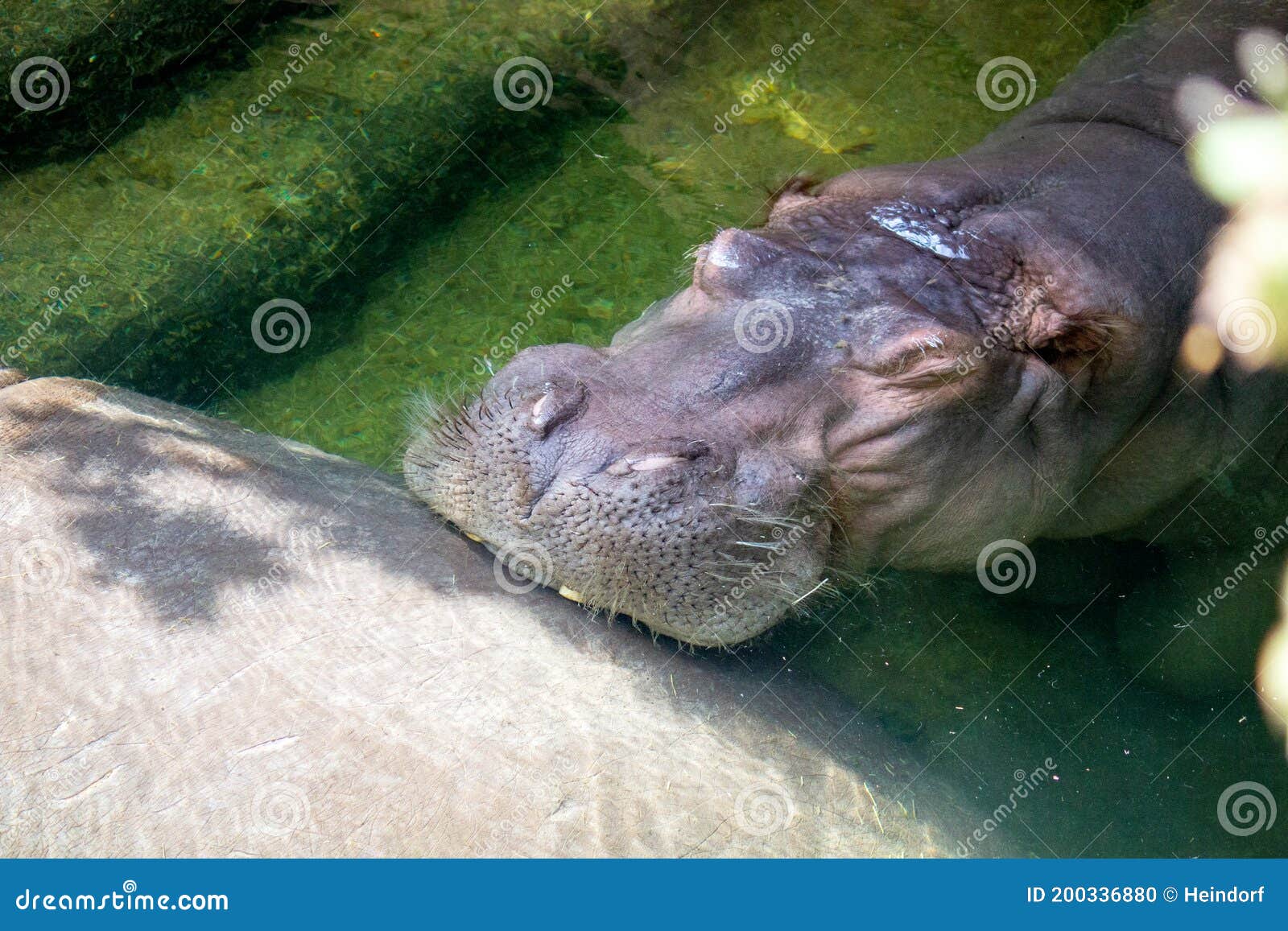 Front View from a Head Underwater of a Hippopotamus, Also Called Hippos ...