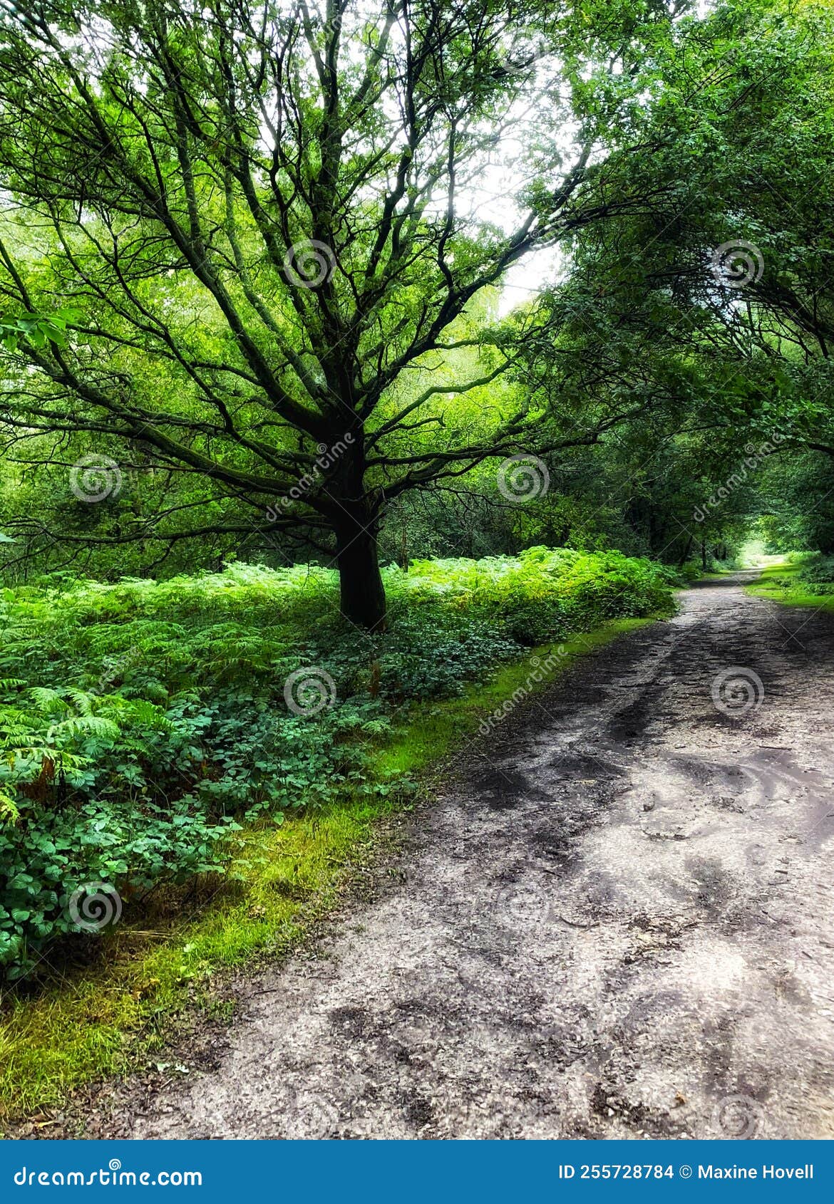 Muddy Path through the Forest Stock Photo - Image of jungle, leaf ...
