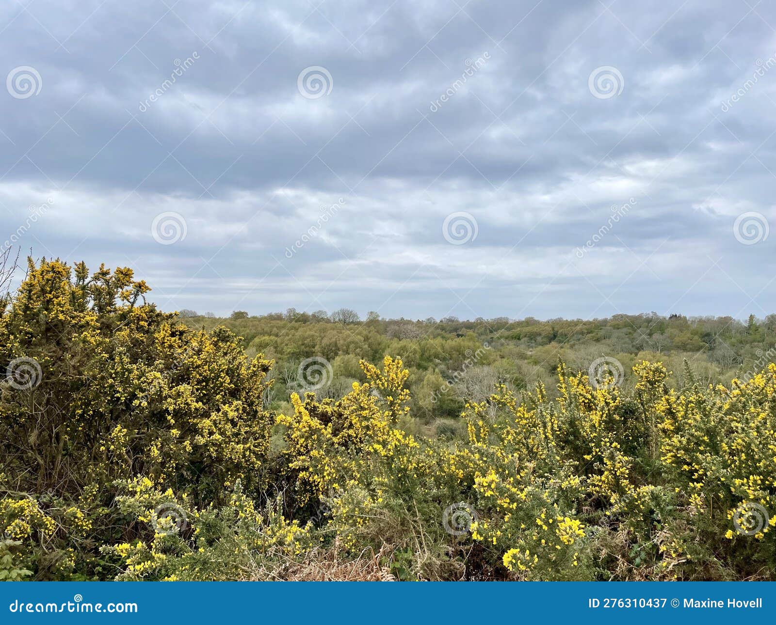 Heathland and Gorse in Spring Stock Image - Image of yellow, grassland ...